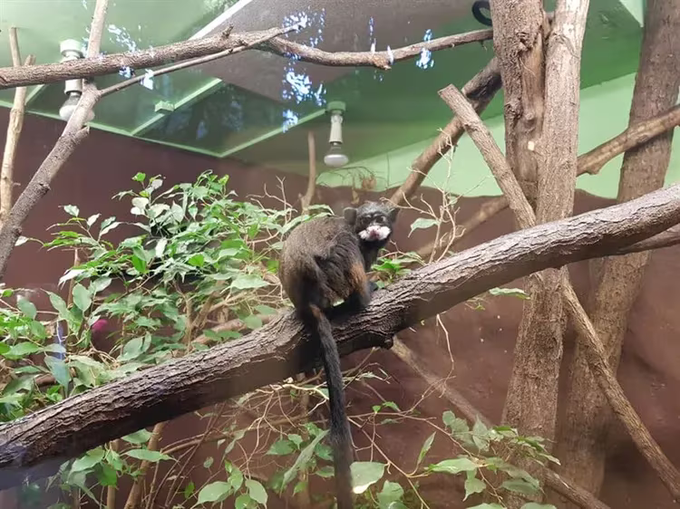Praskie Zoo - historia, zdjęcia, opis, godziny otwarcia, jak się tam ...
